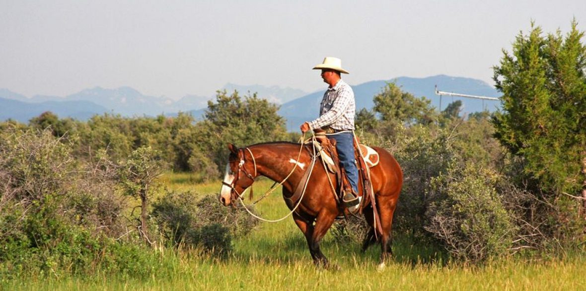 Training – Diamond E Ranch